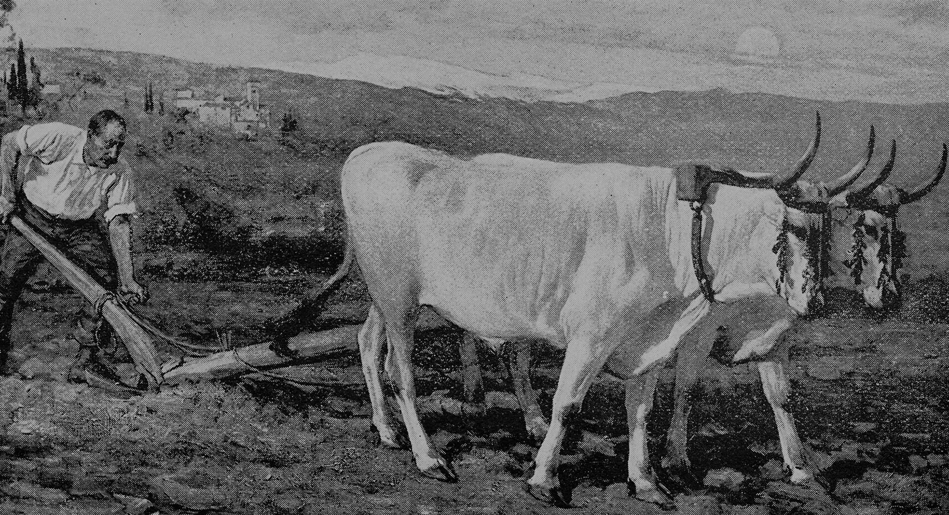 History of Sugar - The Sugar Association