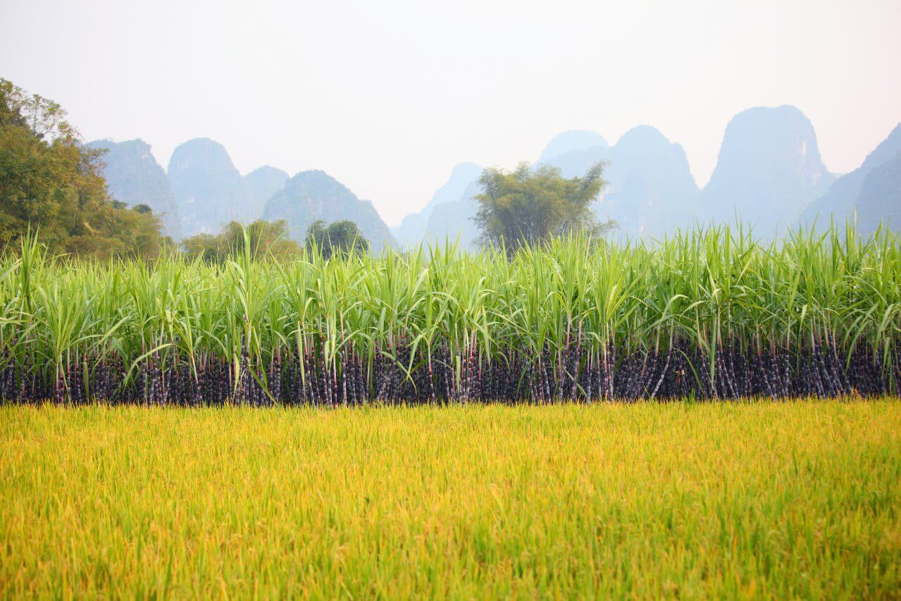 History of Sugar - The Sugar Association