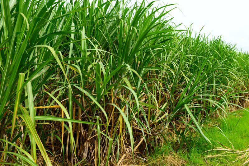 History of Sugar - The Sugar Association