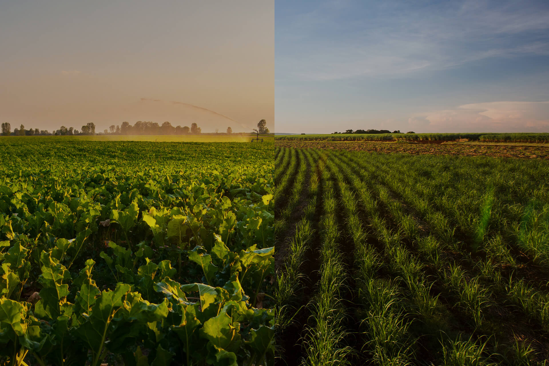 U.S. Sugar Industry - The Sugar Association